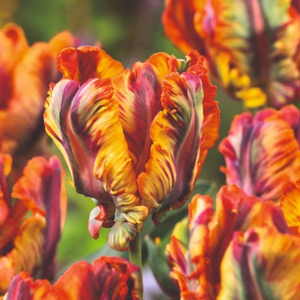 D. T. Brown Tulip Rasta Parrot Flower Bulbs Vibrant Multicolour Tulips