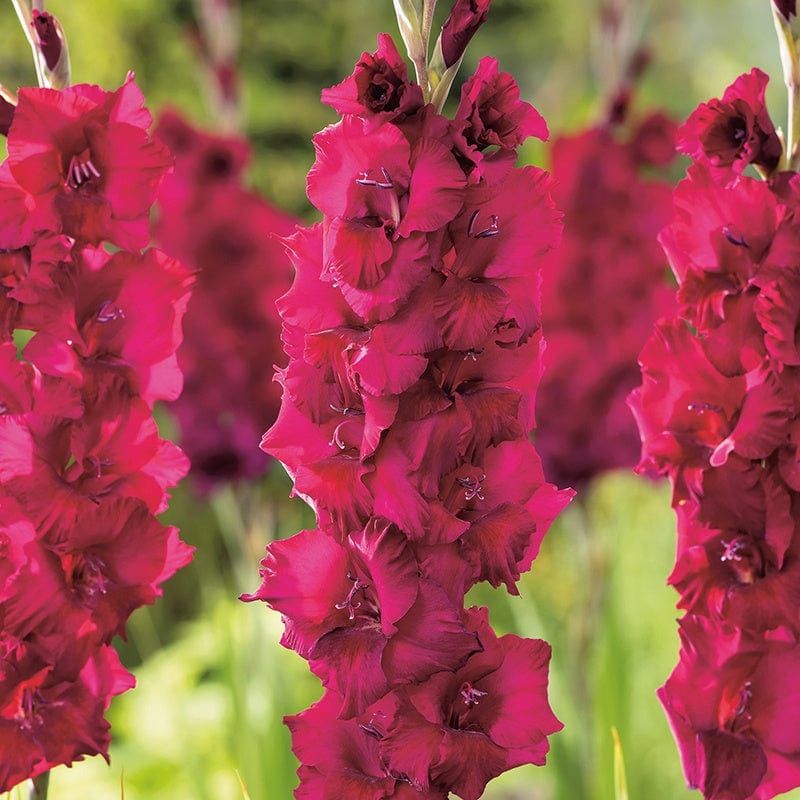 Gladiolus Plum Tart Flower Bulbs From D.T. Brown