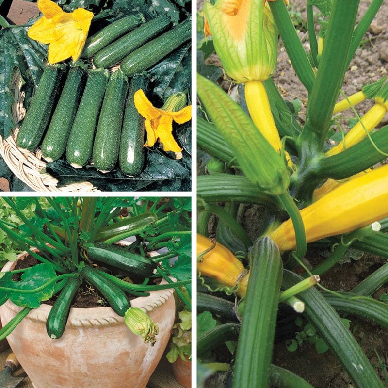 Courgette Vegetable Plant Collection From D.T. Brown