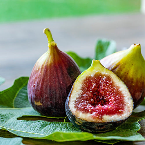 Fig Tree Fruit Fig Tree Fertilizer & Care Garden Blog At