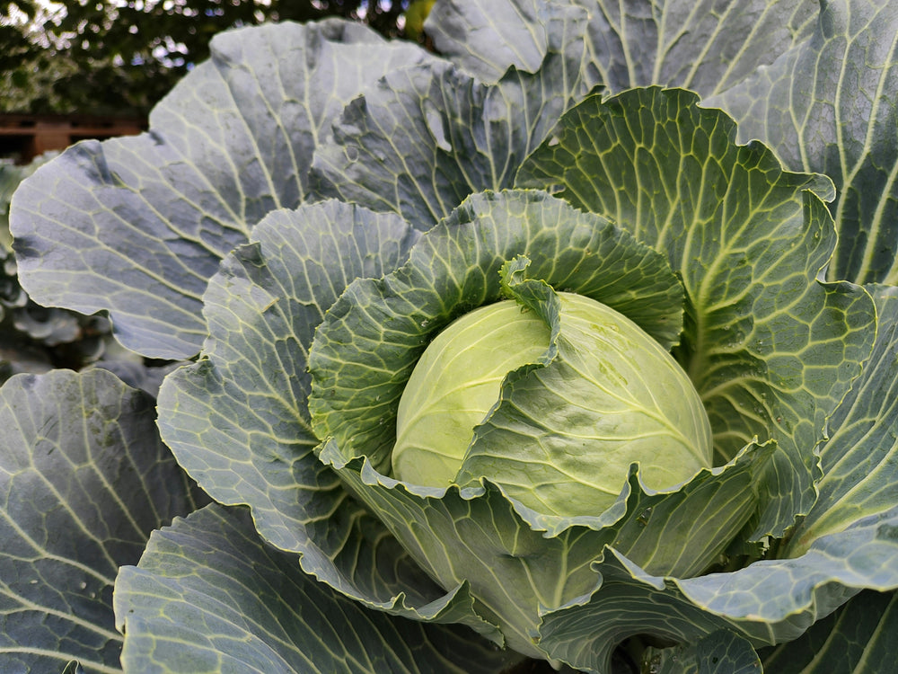 Cabbage Plants | Cabbage Plants for Sale | D.T. Brown