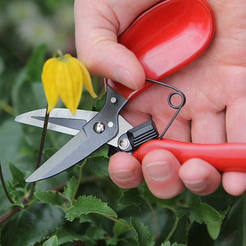 Snips Scissors & Knives | D.T. Brown Seeds