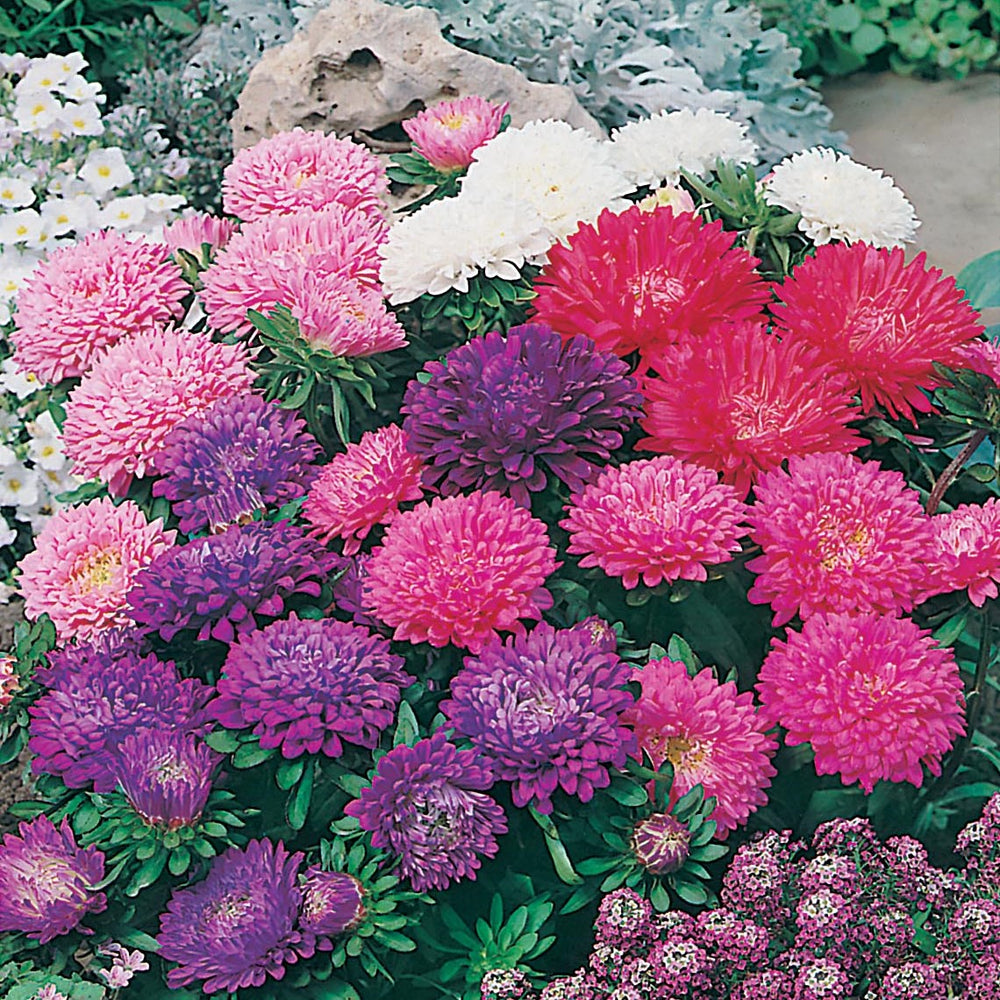 Aster Seeds | High Quality Aster Seeds | D.T. Brown Seeds