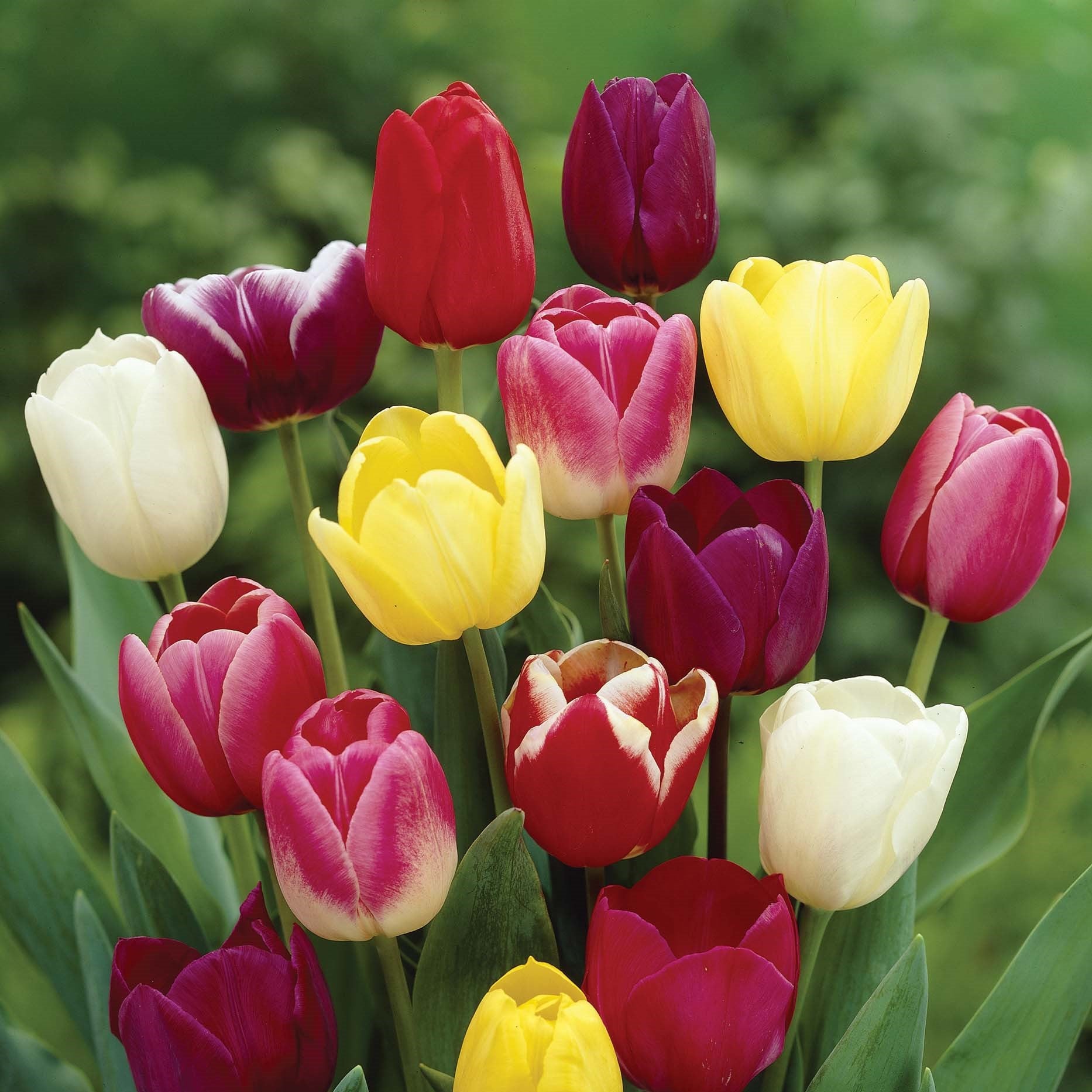 Autumn Planting Bulbs | Autumn Bulbs | D.T. Brown