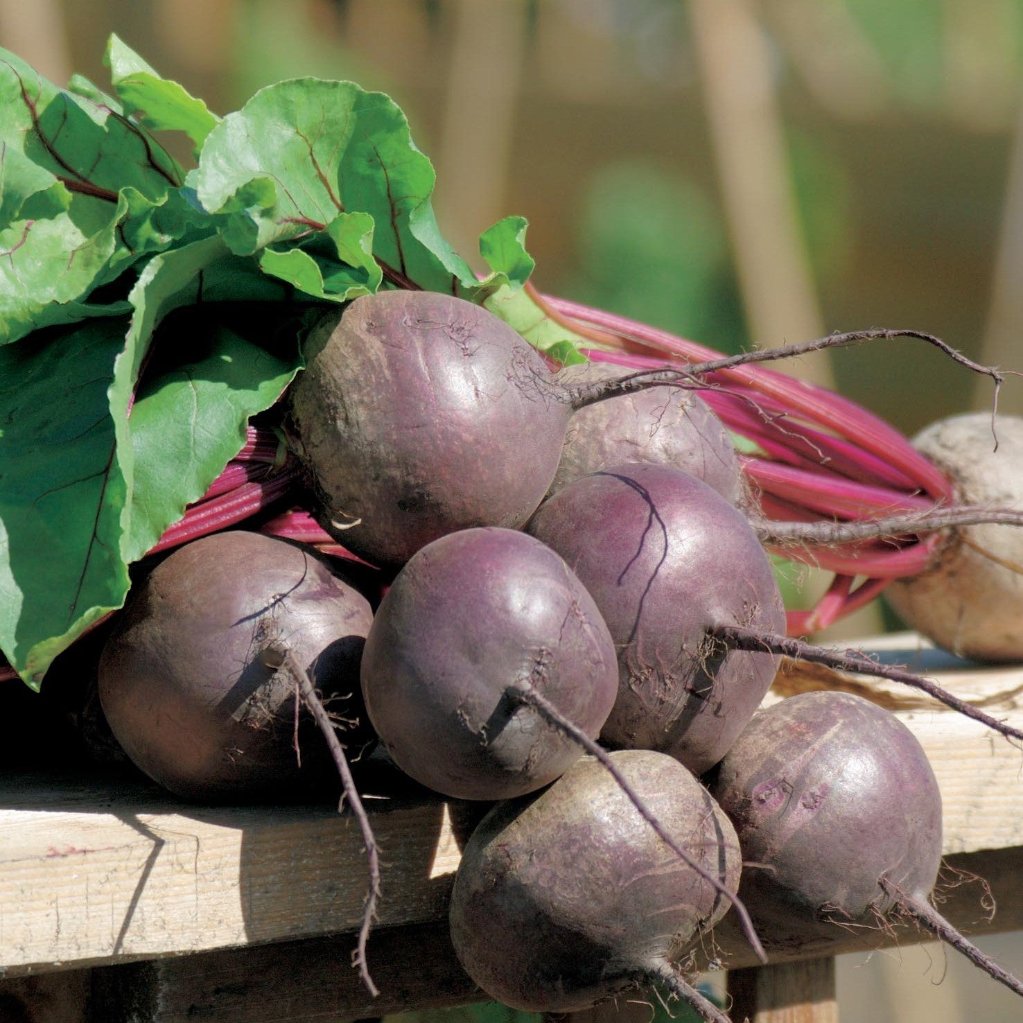 Beetroot Plants | High-Quality Beetroot Plants | D.T. Brown
