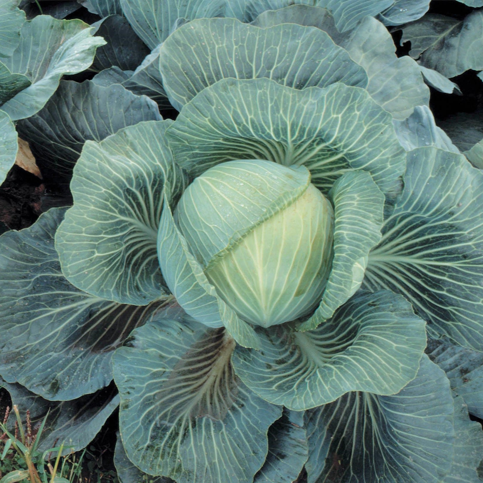Brassica Toscano Kale (Brassica Oleracea Var. Sabellica 'Toscano') In