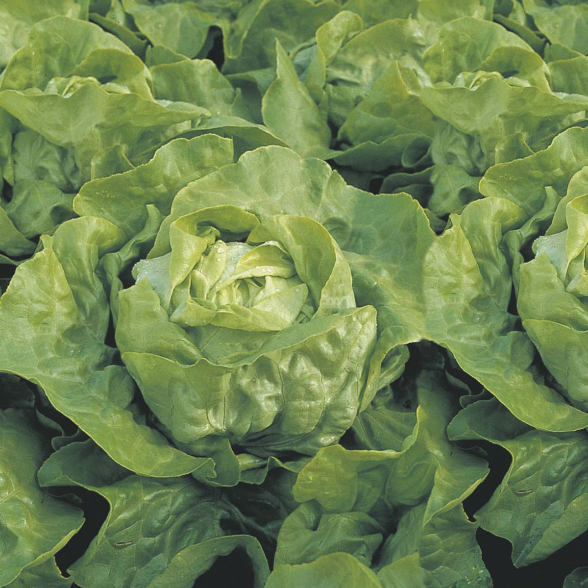 Butterhead Lettuce Seeds | D.T. Brown Seeds