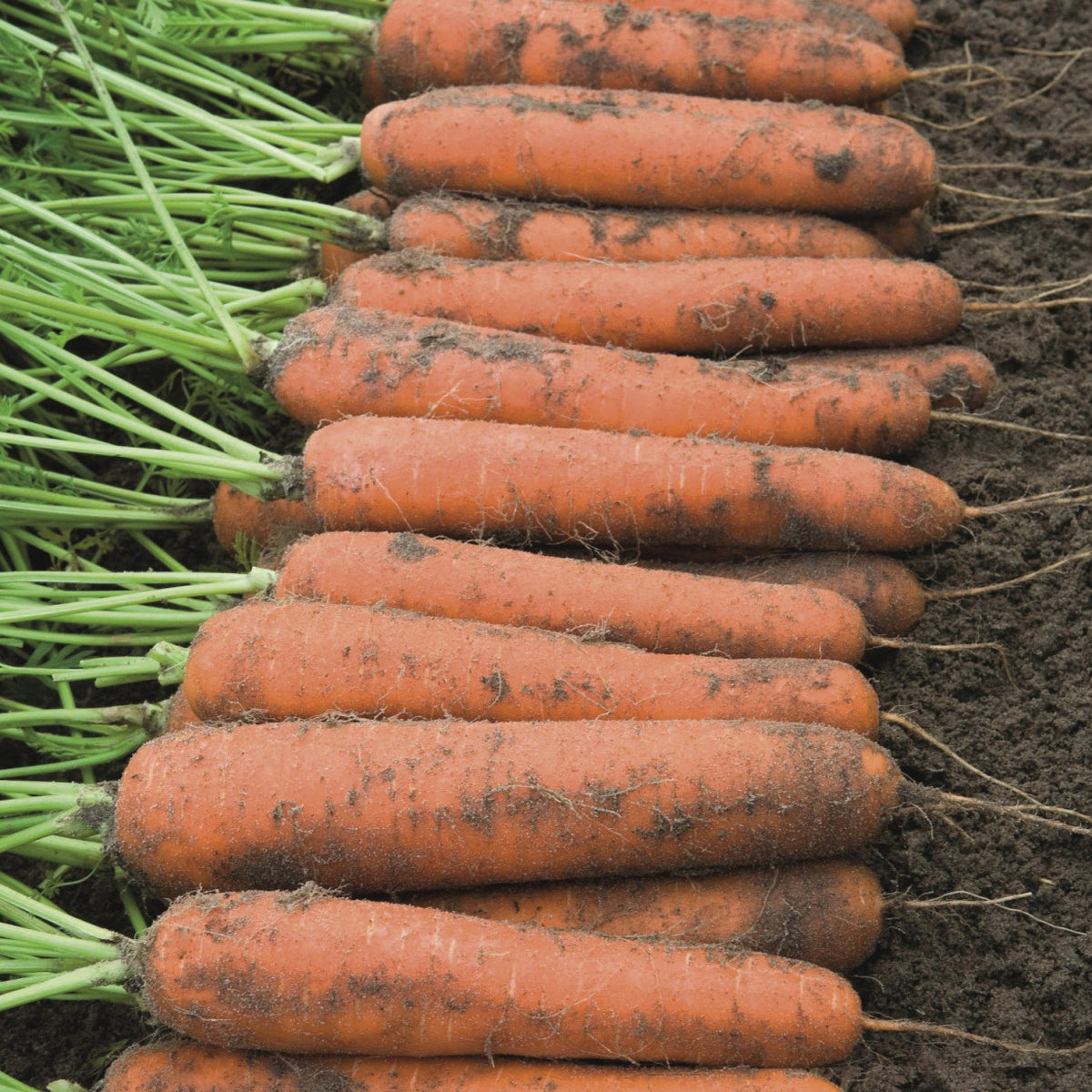 Carrot Seeds | Carrots Seeds | D.T. Brown