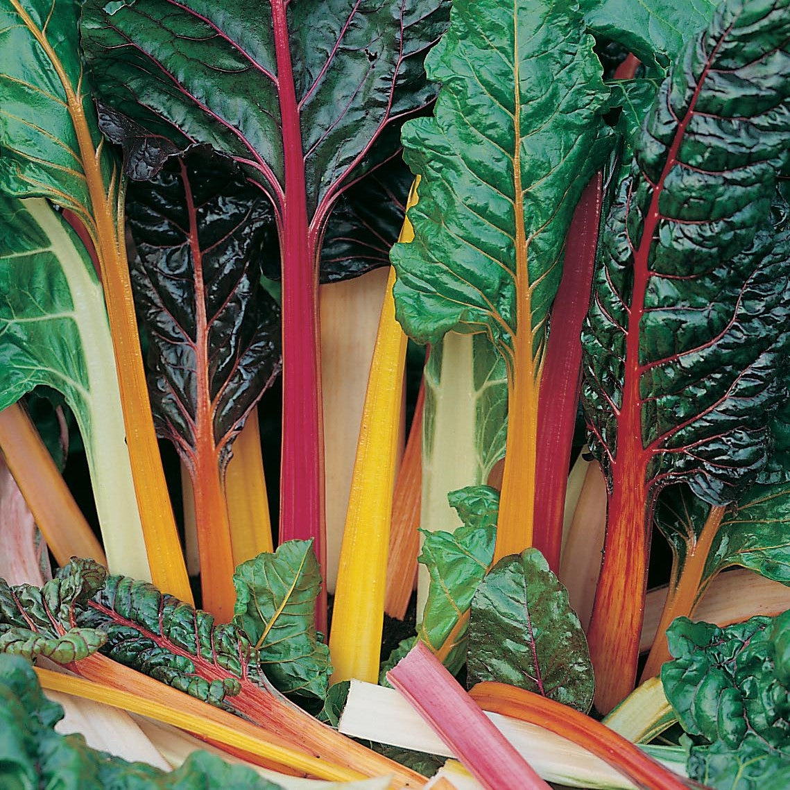 Chard Seeds | Swiss Chard Seeds | D.T. Brown