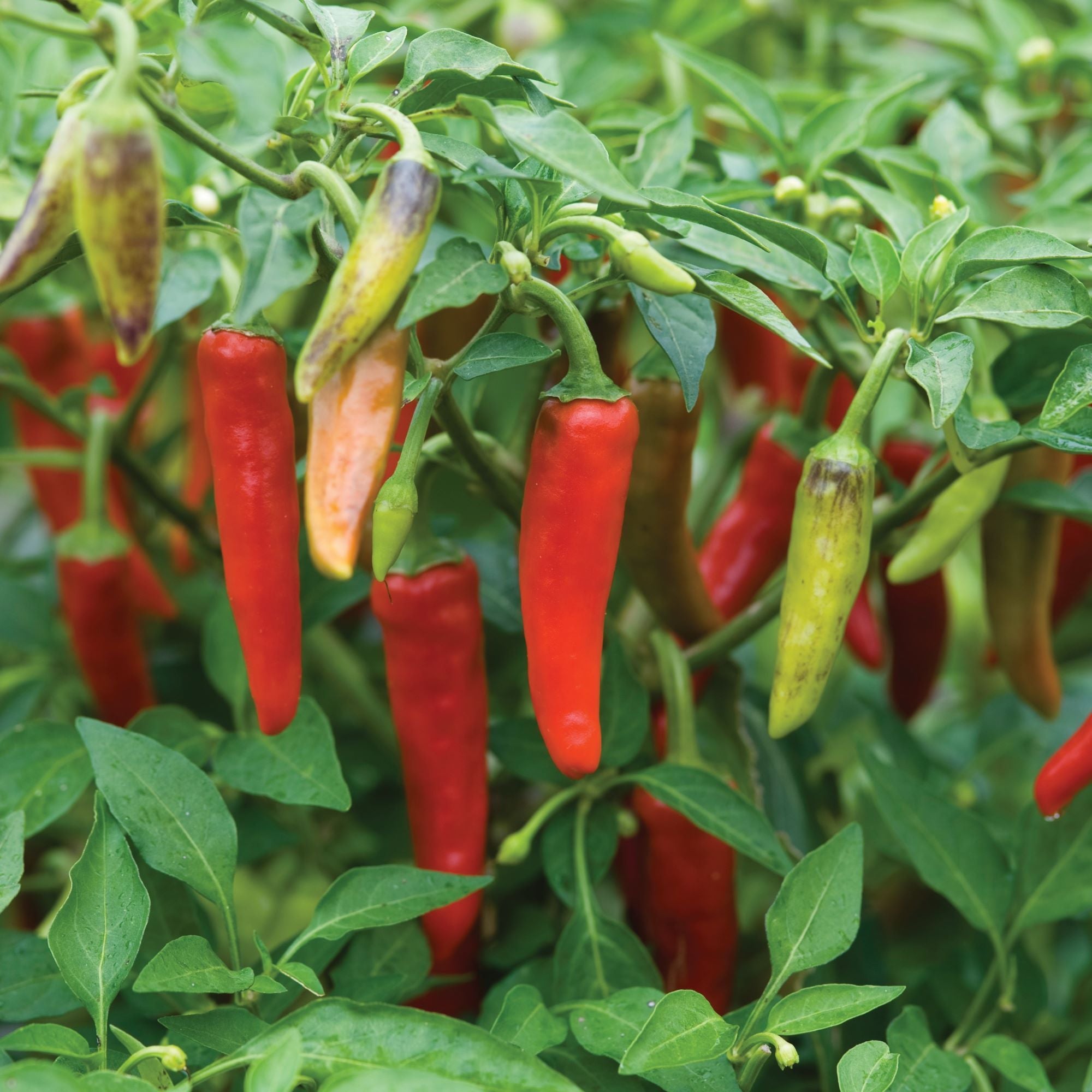 Chilli Pepper Seeds | Chilli Peppers from Seed | D.T. Brown Seeds