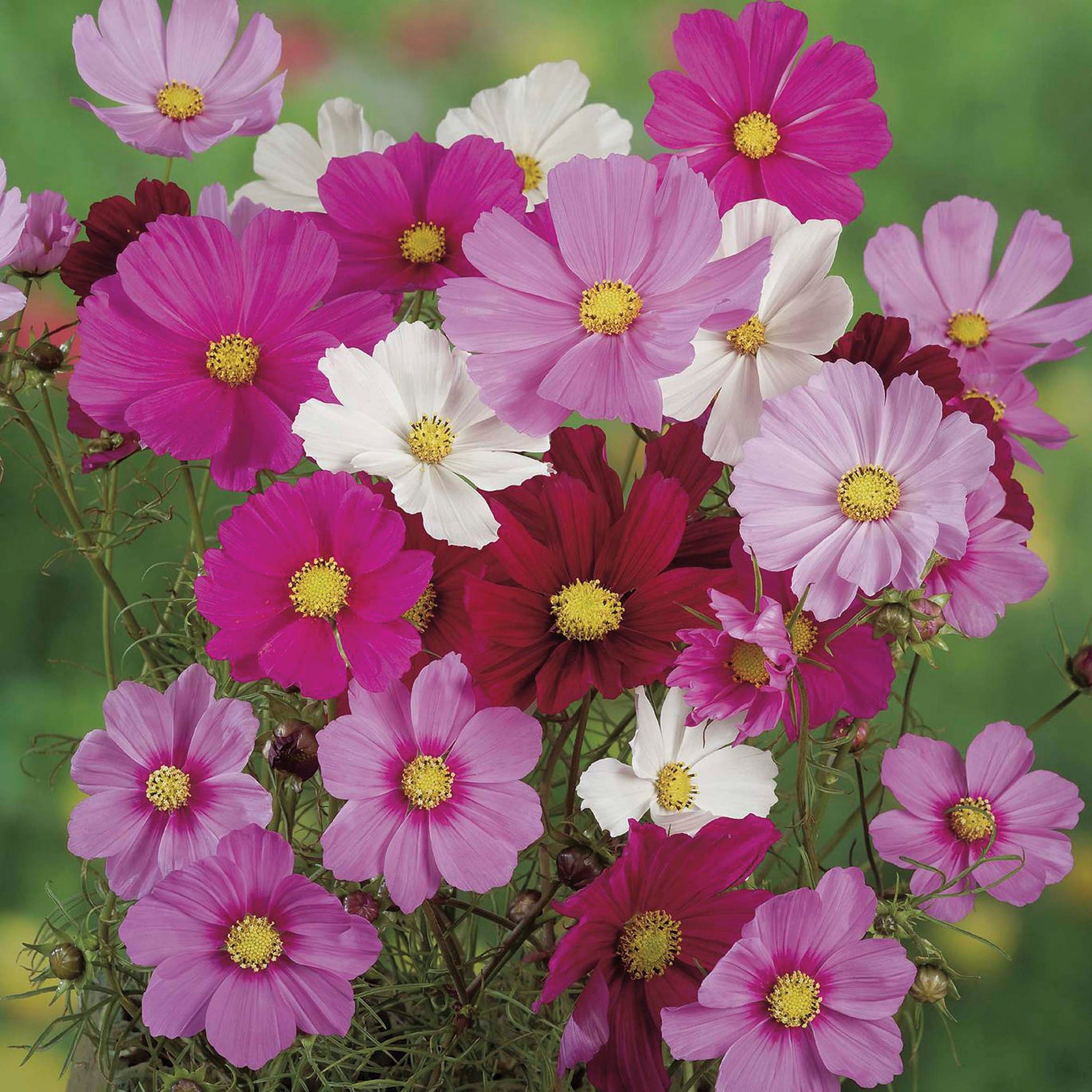 Cosmos Seeds | Flower Seeds | D.T. Brown