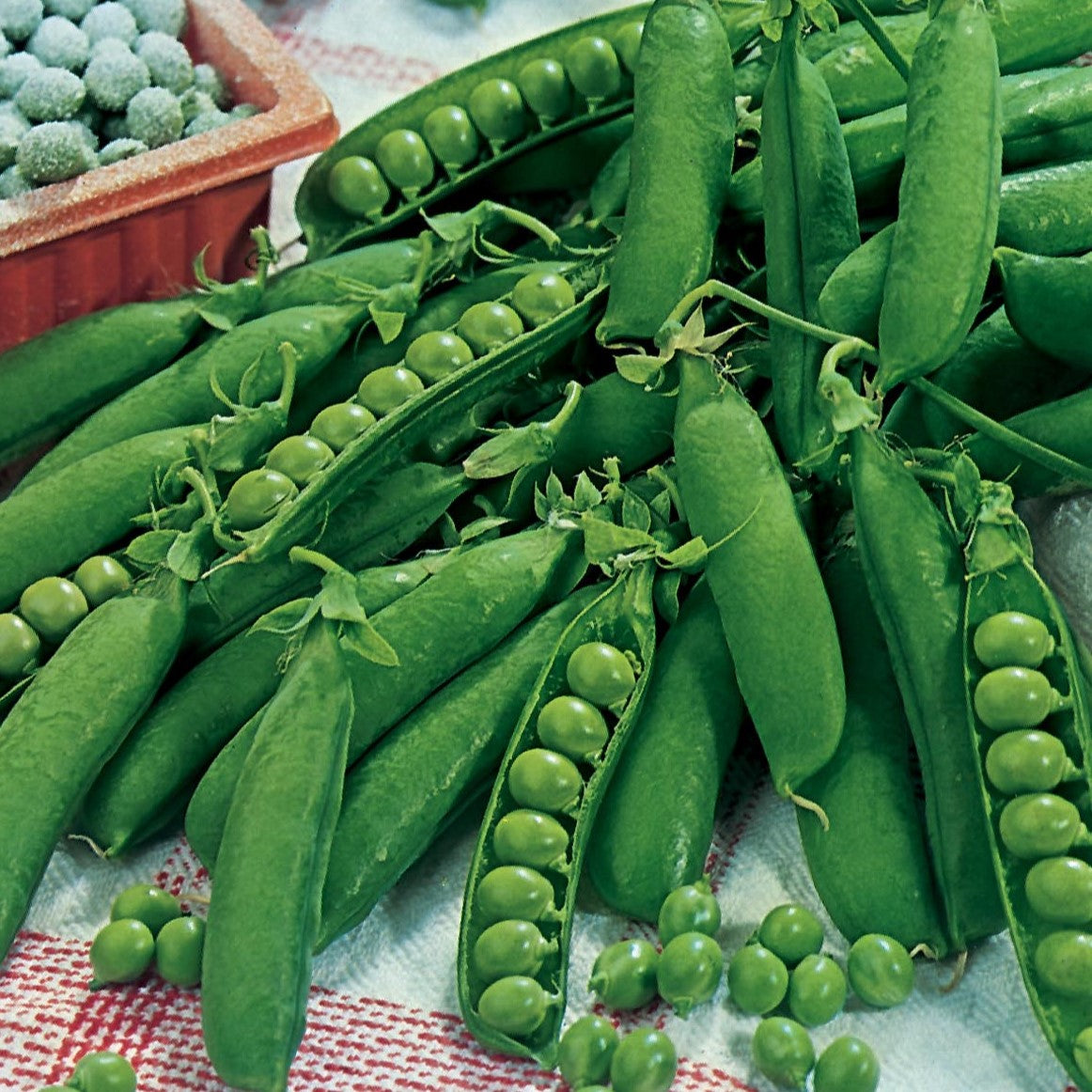 Pea First Early Seeds | D.T. Brown Seeds