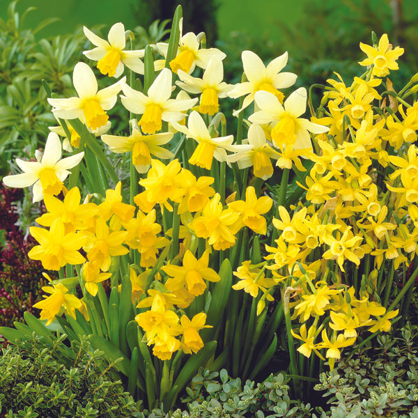 Flower Bulbs | Flower Tubers | D.T. Brown