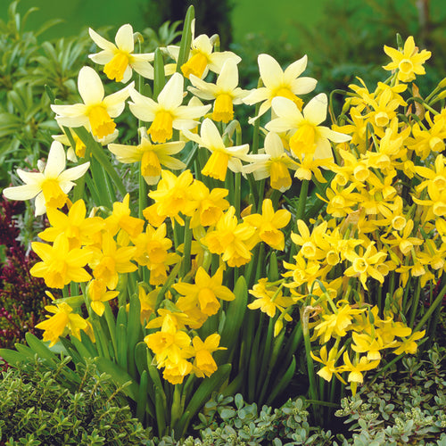 Flower Bulbs | Flower Tubers | D.T. Brown