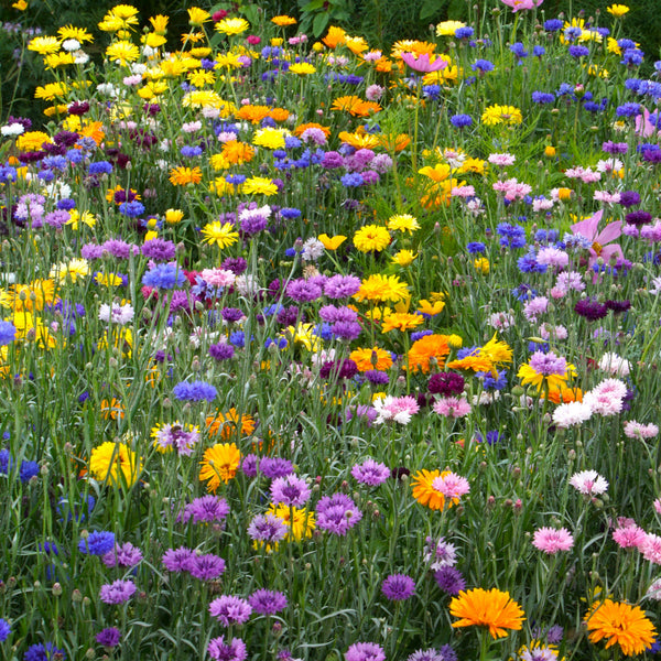 Flower Seeds | Flowers | D.T. Brown