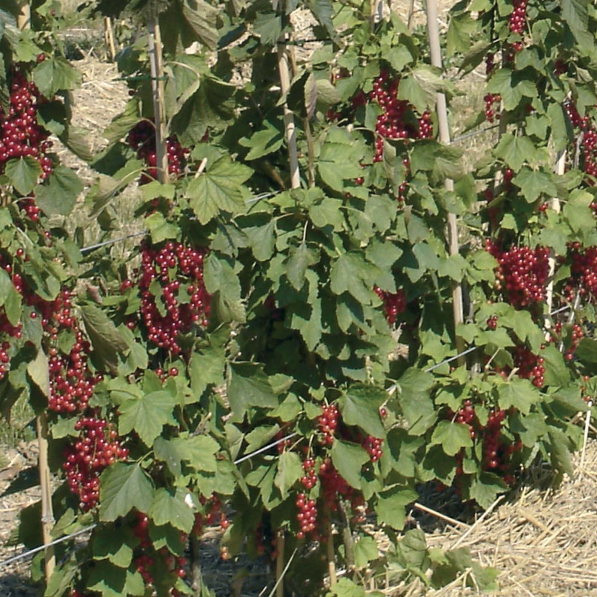 Fruit Plant Collections | Buy Fruit Plants | DT Brown