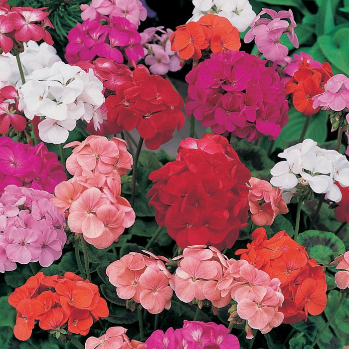 Geranium Seeds | High Quality Geranium Seeds | D.T. Brown Seeds