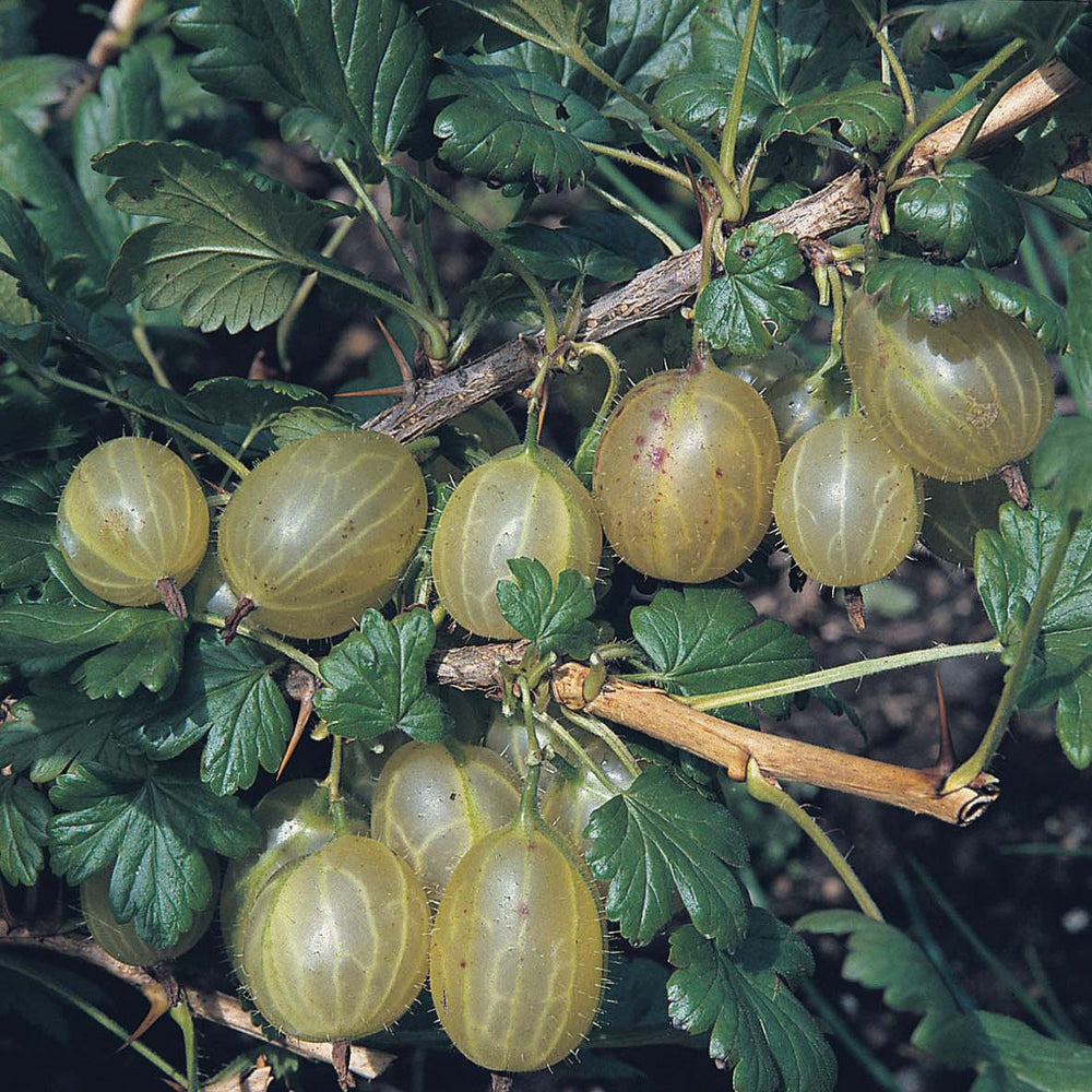 Gooseberry Plants | D.T. Brown Seeds
