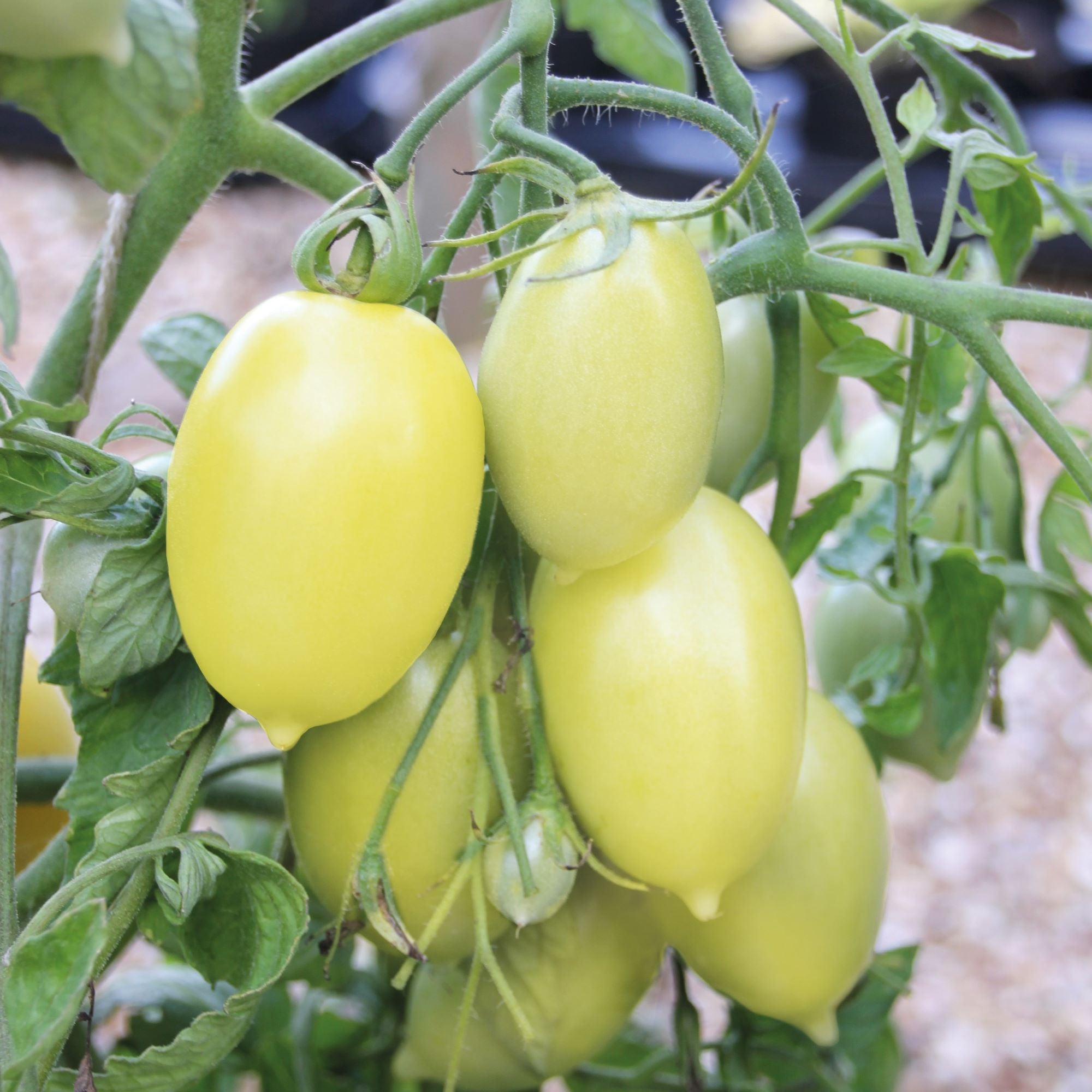 Heritage Seeds | High Quality Heritage Seeds | D.T. Brown Seeds