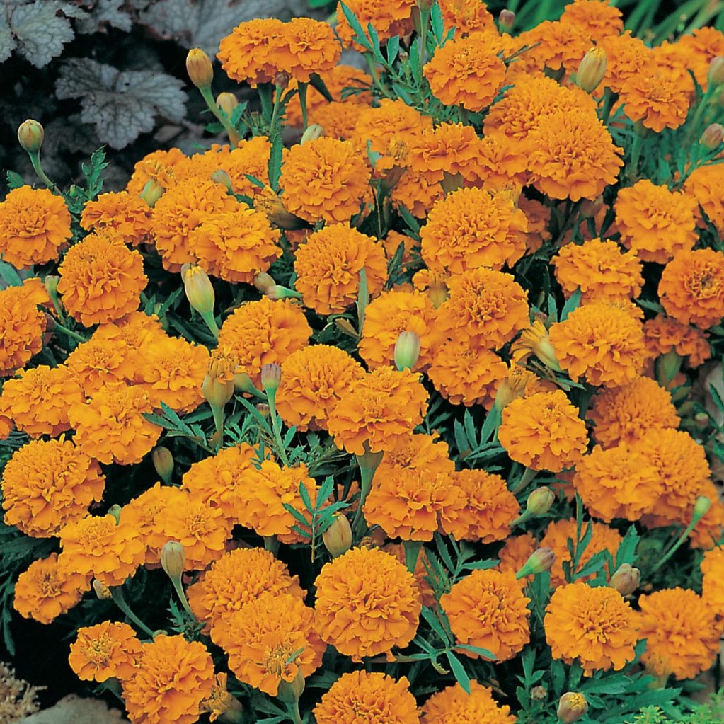 Marigold Seeds | Tagetes Marigold Seeds | D.T. Brown