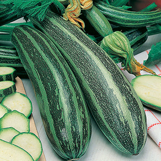 Marrow Seeds | High-Quality Marrow Seeds | D.T. Brown