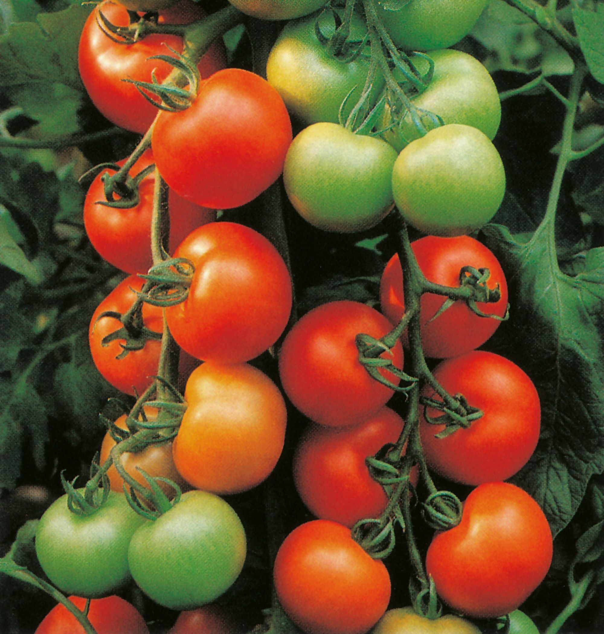 Patio Vegetable Seeds | Patio Vegetables | D.T. Brown