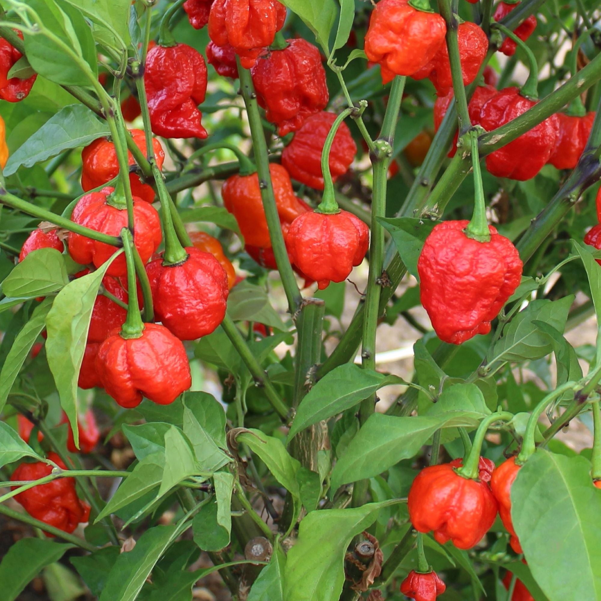 Red Pepper Plant Buy Your Amy Sweet Pepper Seed Here Sea Spring