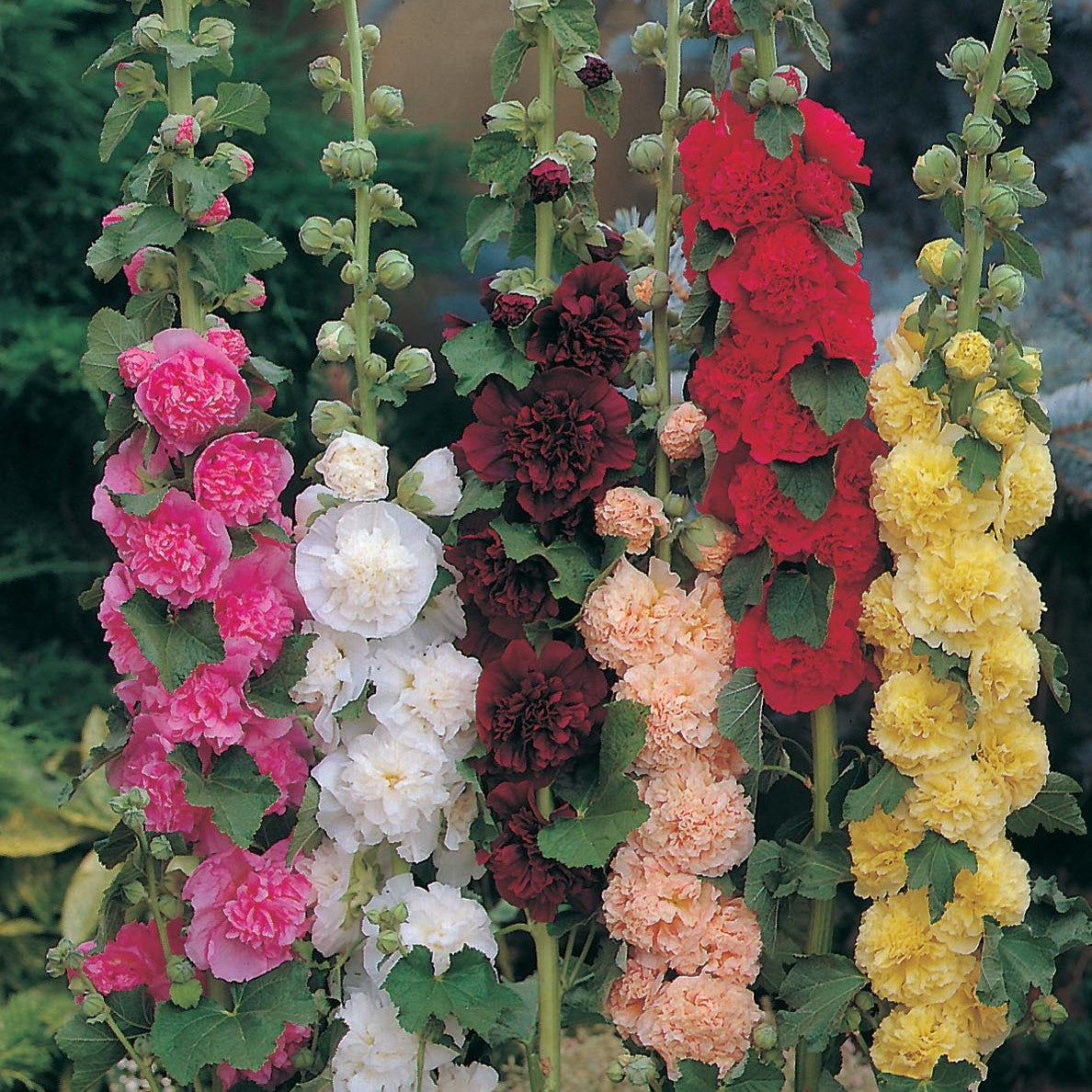 Perennial Seeds | Perennial Plant Seed | D.T. Brown Seeds