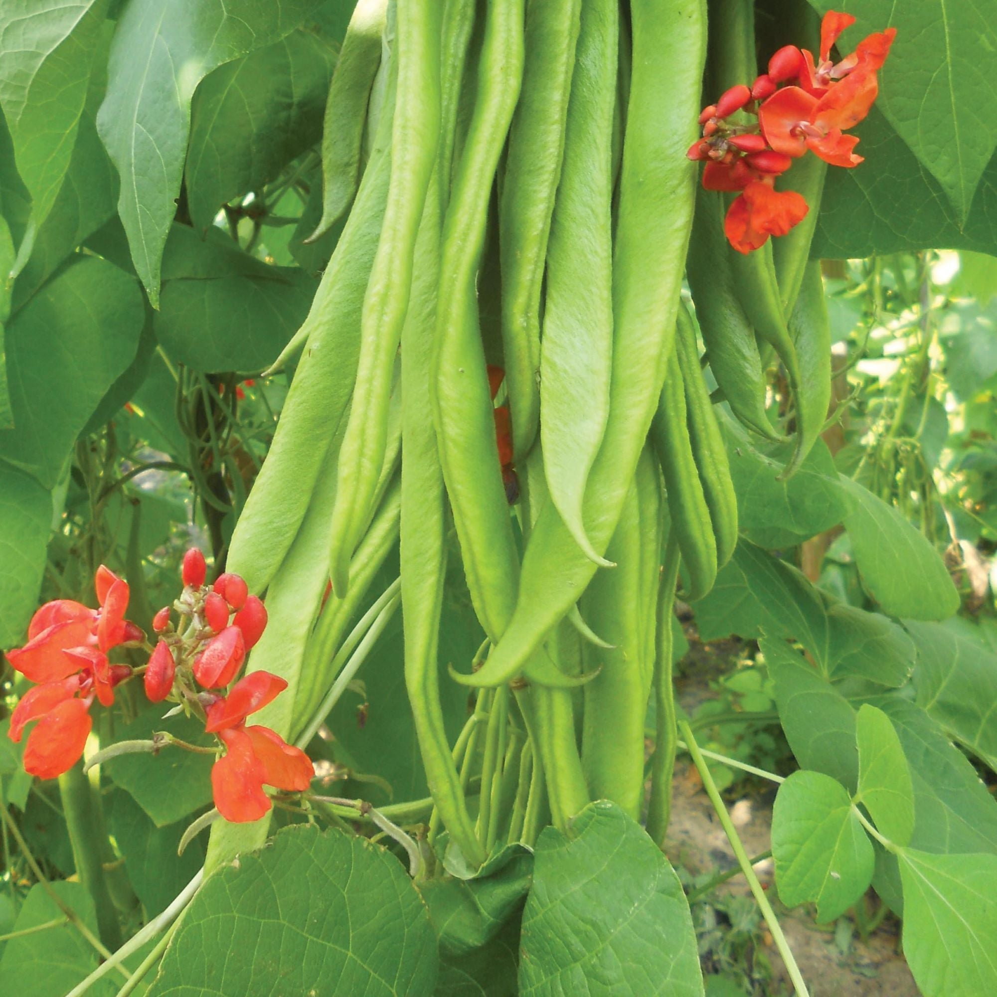 Runner Bean Plants | D.T. Brown Seeds