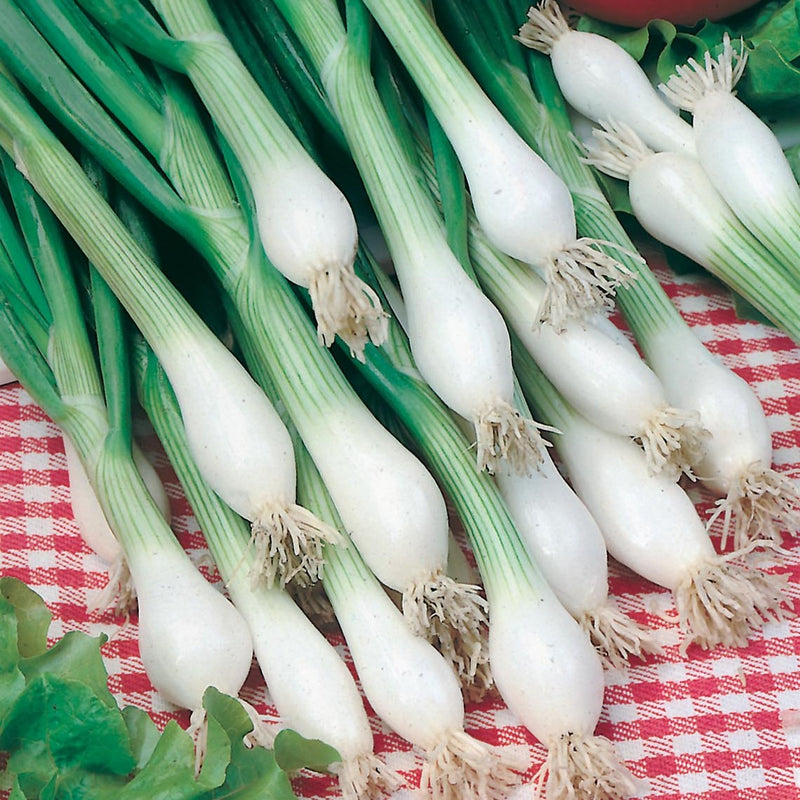 Spring Onion Seeds | Onion Seeds | D.T. Brown