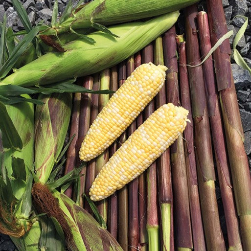 Sweetcorn Seeds | Sweetcorns from Seed | D.T. Brown Seeds