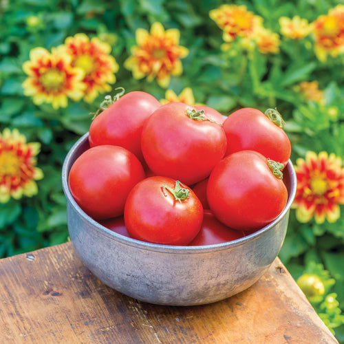 Tomato Seeds | Tomato from Seed | D.T. Brown