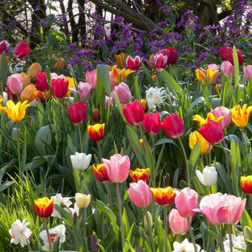 Tulip Bulbs | Tulip Bulbs for Sale | D.T. Brown