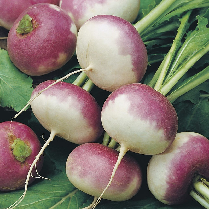 Turnip Seeds | Buy Turnip Seed | D.T. Brown