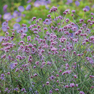 Verbena Seeds | High Quality Verbena Seeds | D.T. Brown Seeds