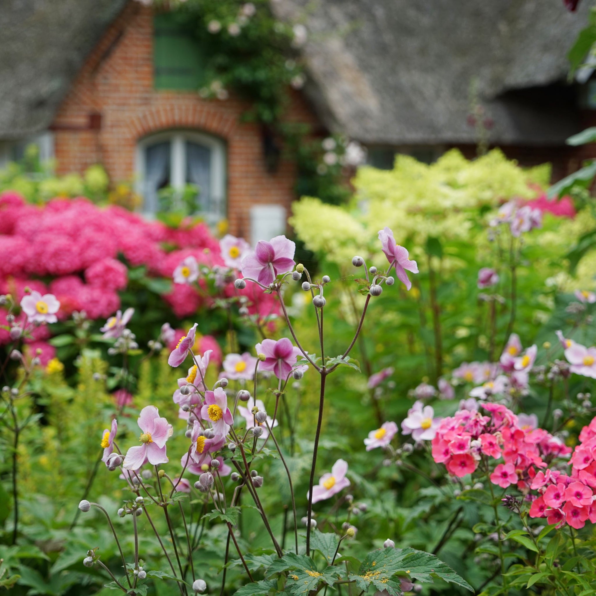 Cottage Garden Flowers | Cottage Flowers | D.T. Brown Seeds – Page 2