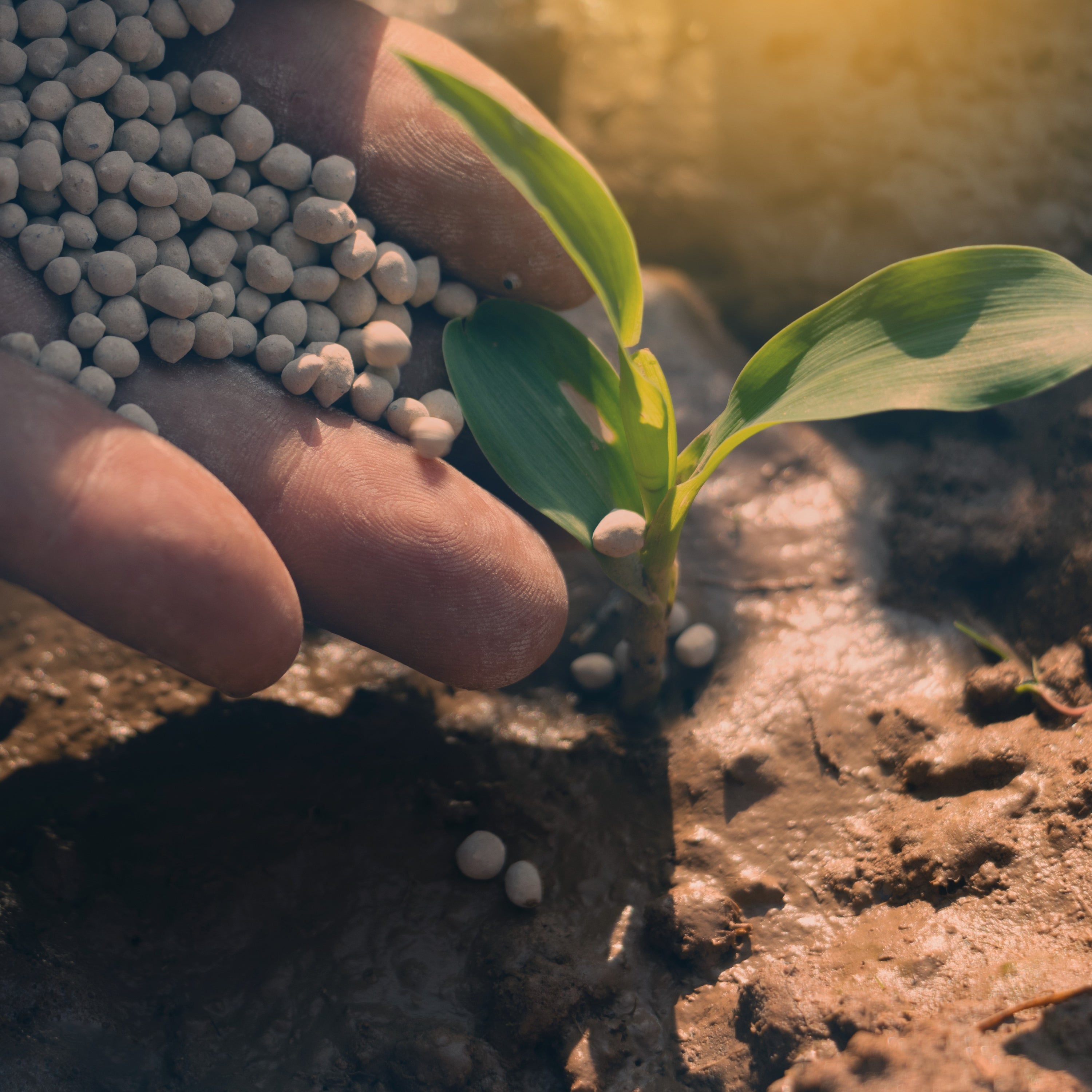 Feeds & Fertilisers | D.T. Brown Seeds