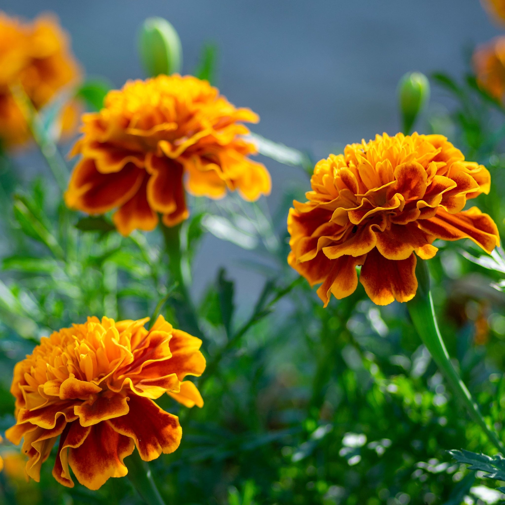 Half Hardy Annual Flowers | D.T. Brown Seeds