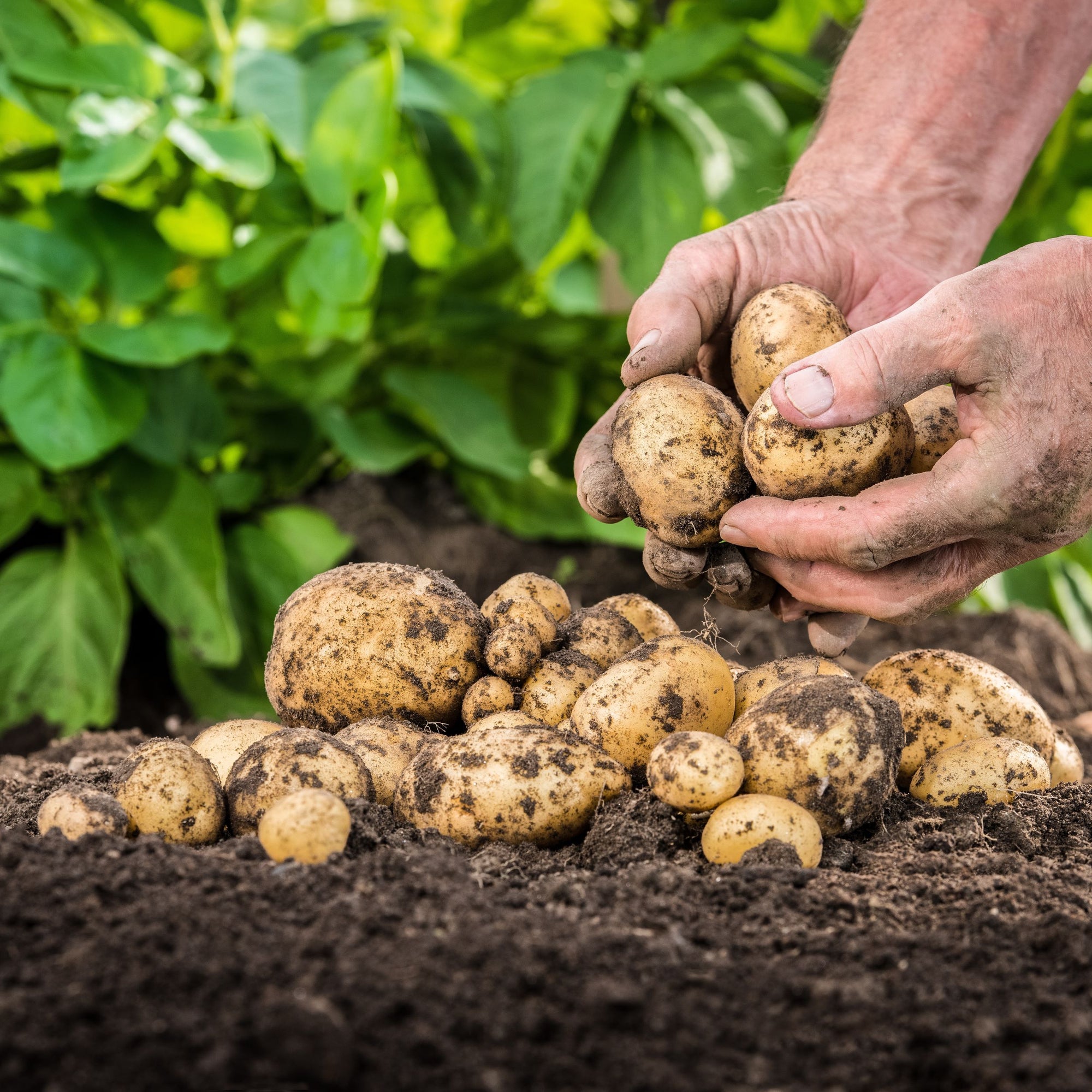 Potatoes | High Quality Seed Potatoes | D.T. Brown