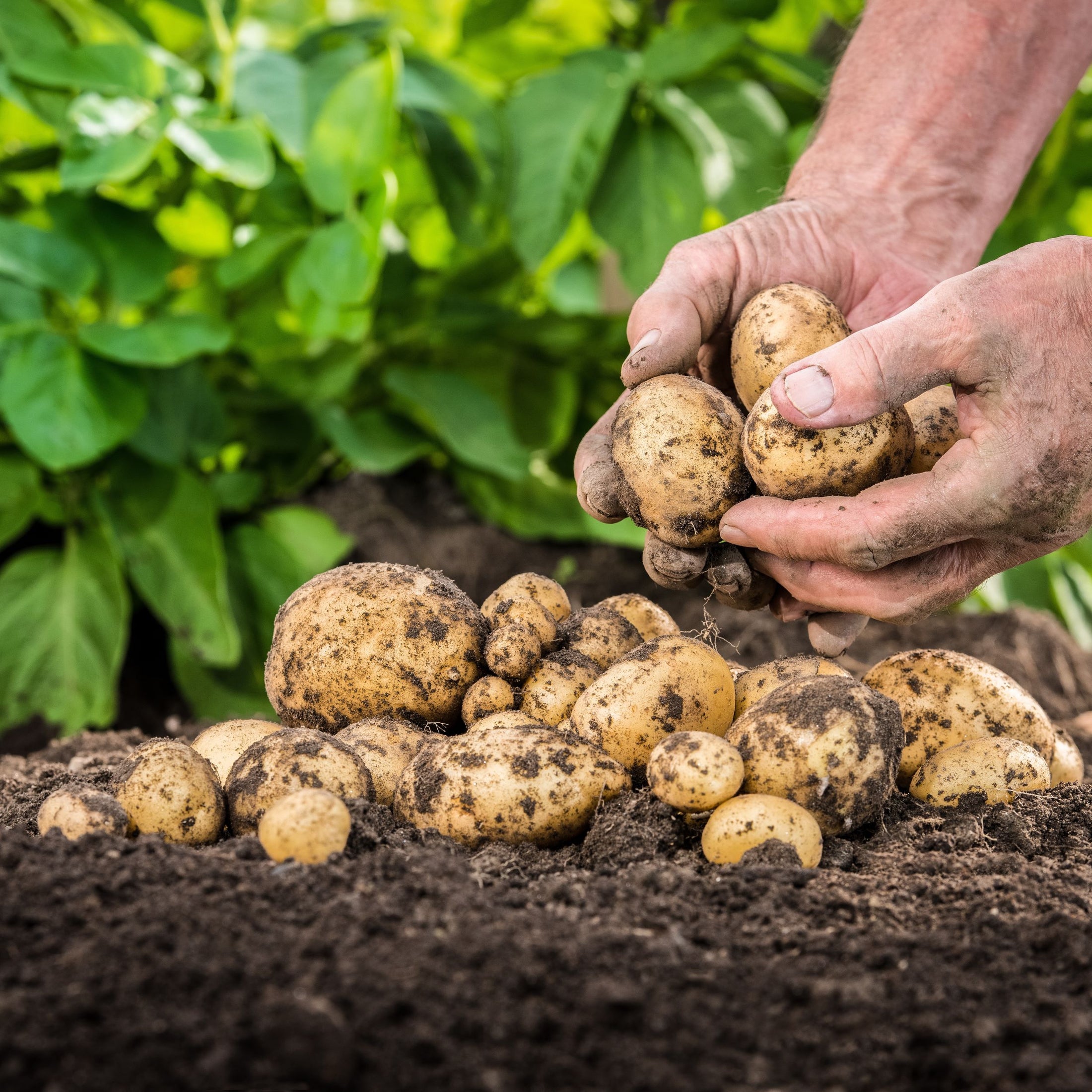 Potatoes | High Quality Seed Potatoes | D.T. Brown