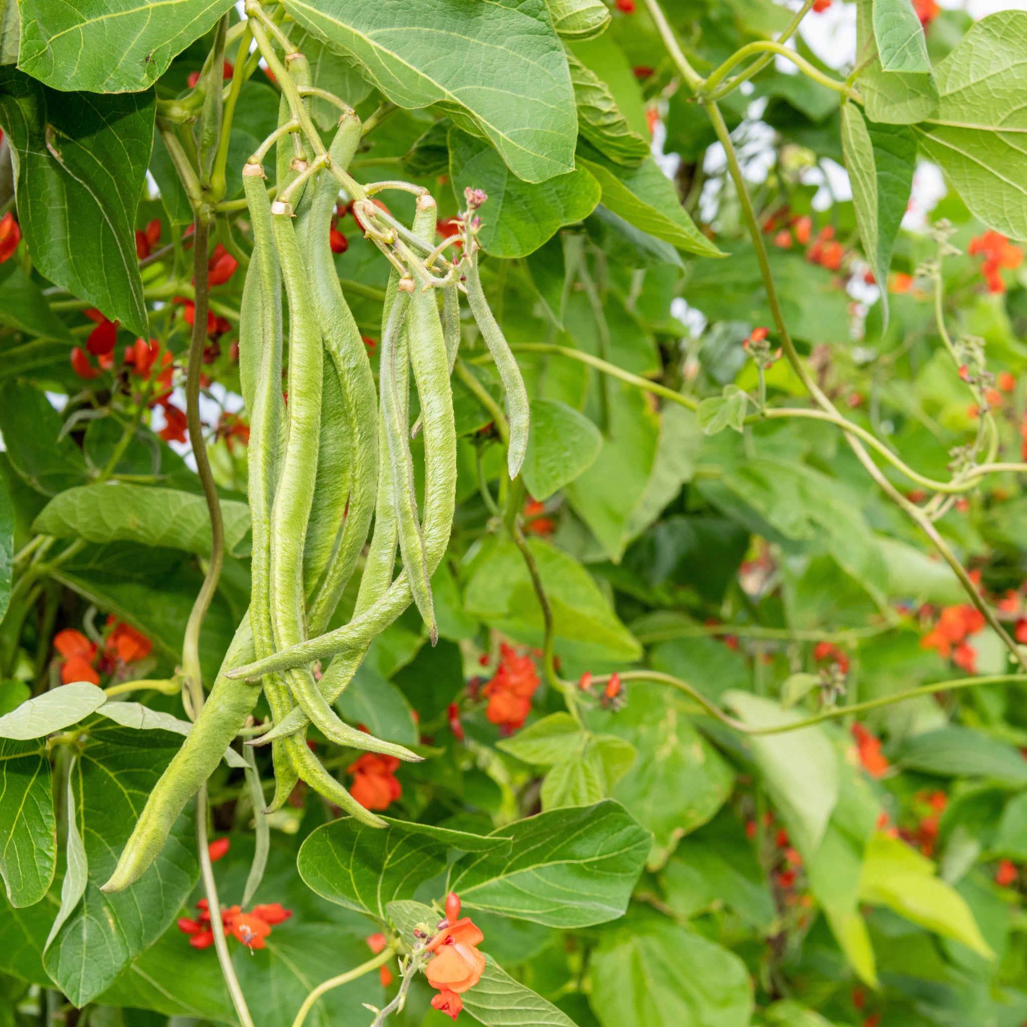 Runner beans | High Quality Runner beans | D.T. Brown Seeds