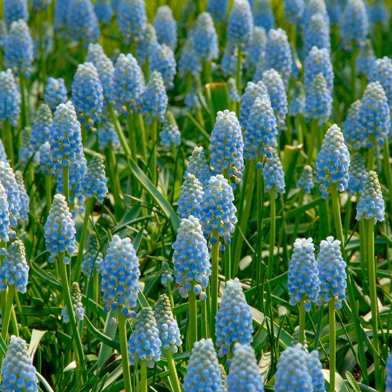 Muscari Bulbs | High Quality Muscari Bulbs | D.T. Brown