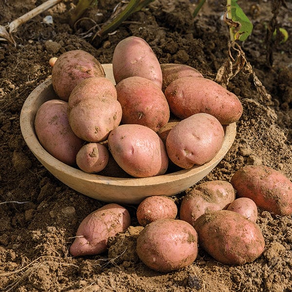 Late Maincrop Seed Potatoes | D.T. Brown