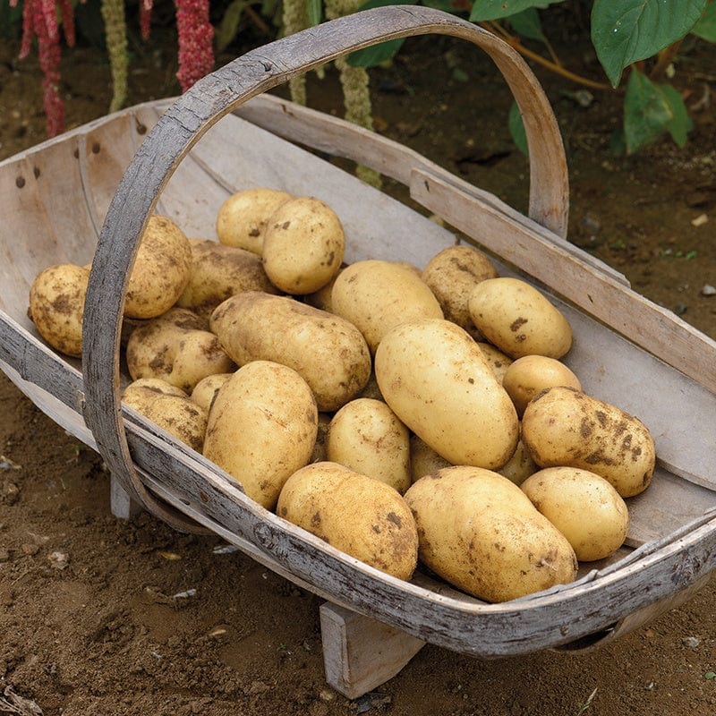 Disease-Resistant Seed Potatoes | D.T. Brown