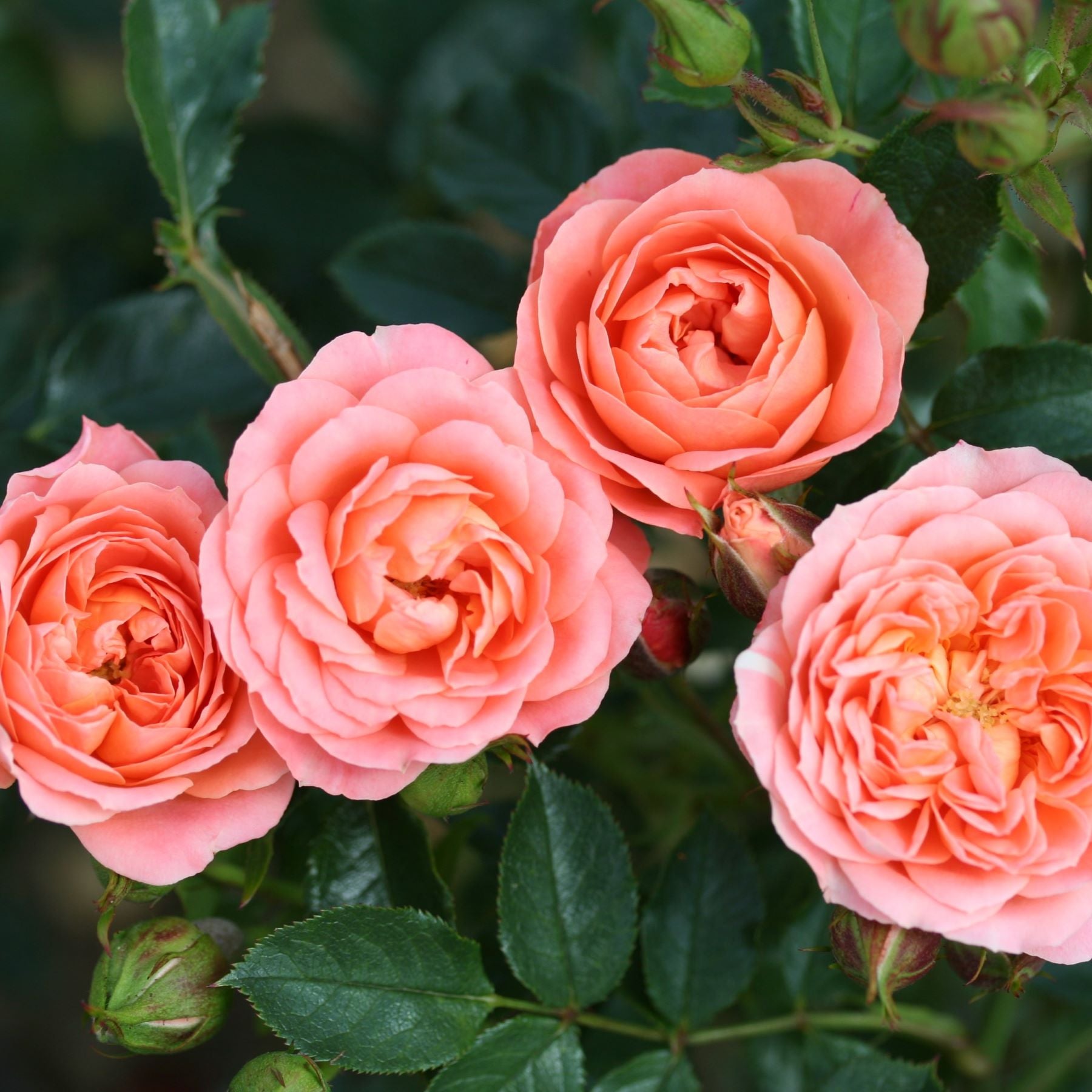 Bare Root Roses | High Quality Bare Root Roses | D.T. Brown Seeds