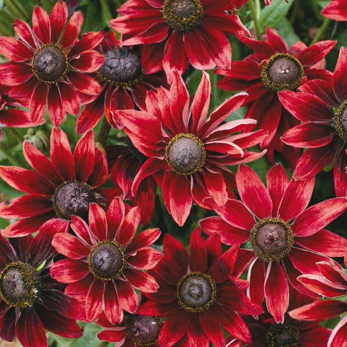 Rudbeckia Seeds | Rudbeckias from Seed | D.T. Brown