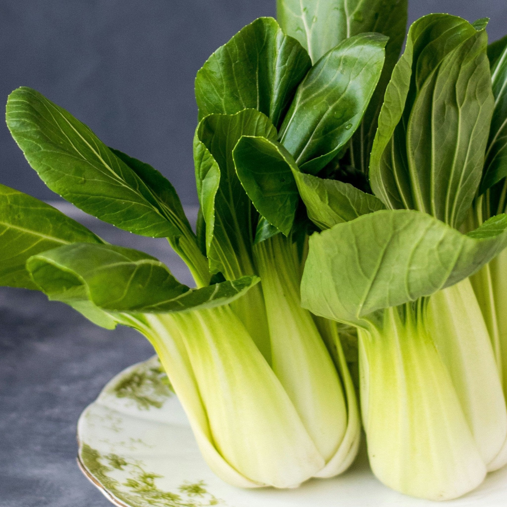Pak Choi Seeds | Pak Choi Seed | D.T. Brown