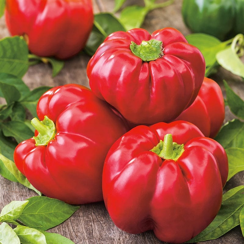 Pepper (Sweet) Californian Wonder Seeds From D. T. Brown