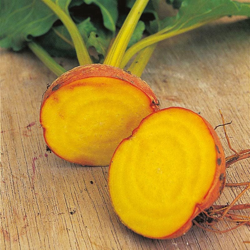 Beetroot Burpees Golden Vegetable Seeds From D.T. Brown