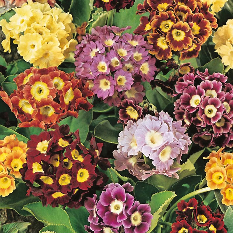 Primula Alpine Choicest Mixed Flower Seeds from D.T.Brown